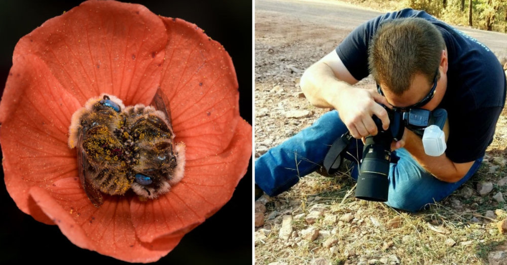 Joe Neely: macro photography of bees sleeping in flowers