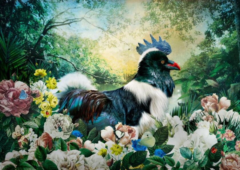 André Sanchez: cross-breed creature collages