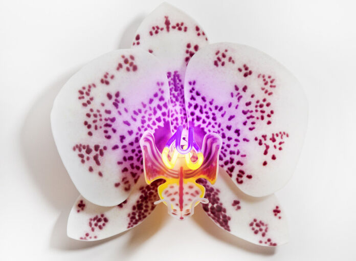 Illuminating floral wonders: Laura Hart crafts delicate orchid glass ...