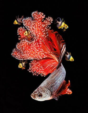 Lisa Ericson: ethereal marine paintings of fish and coral