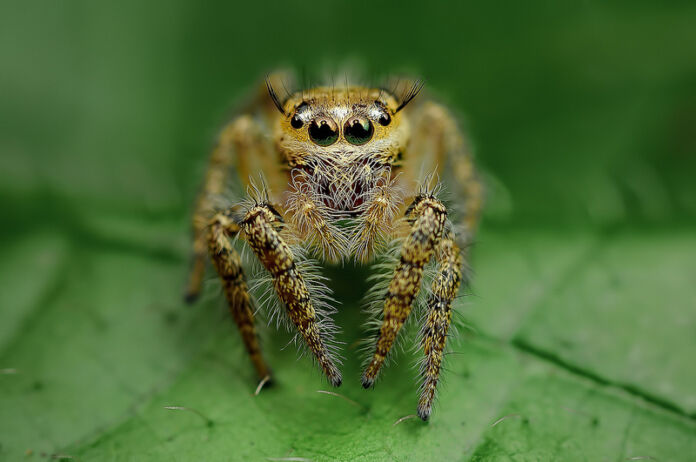 Unveiling the hidden beauty of spiders through Jimmy Kong's lens ...