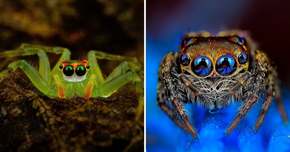 Unveiling the hidden beauty of spiders through Jimmy Kong's lens ...