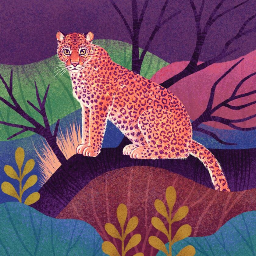 Fantastic Felines: beautifully illustrating endangered big cats by ...