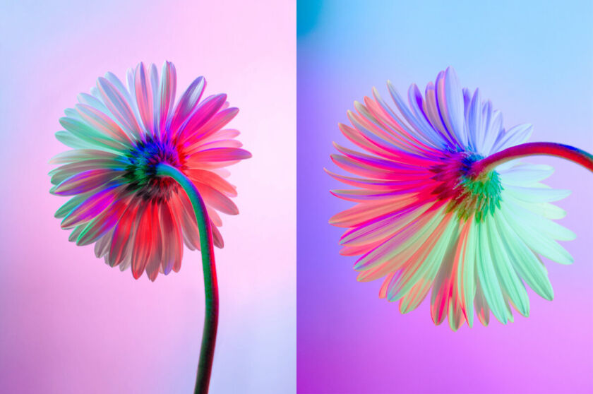 Claire Boscher's neon flowers: a vivid journey into reimagined ...