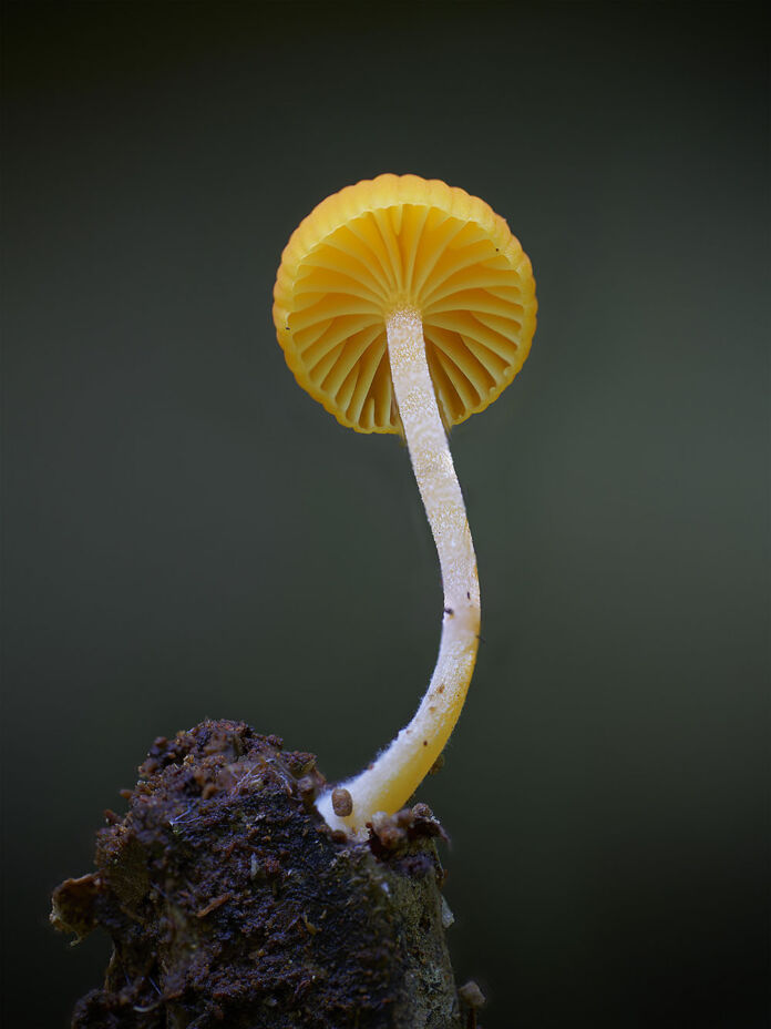 Steve Axford: macro photography of Australian fungi