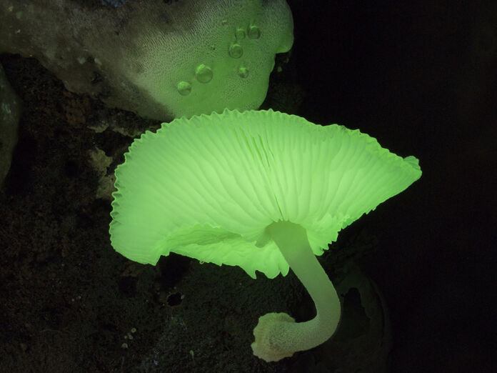 Steve Axford: macro photography of Australian fungi