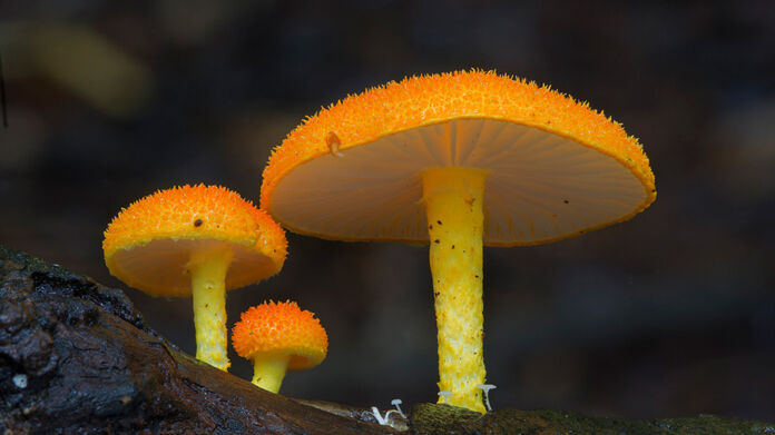 Steve Axford: macro photography of Australian fungi