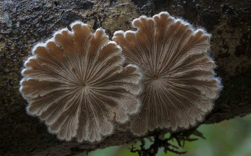 Steve Axford: macro photography of Australian fungi