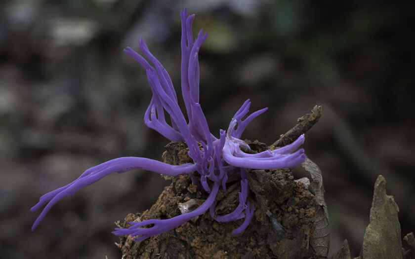 Steve Axford: macro photography of Australian fungi