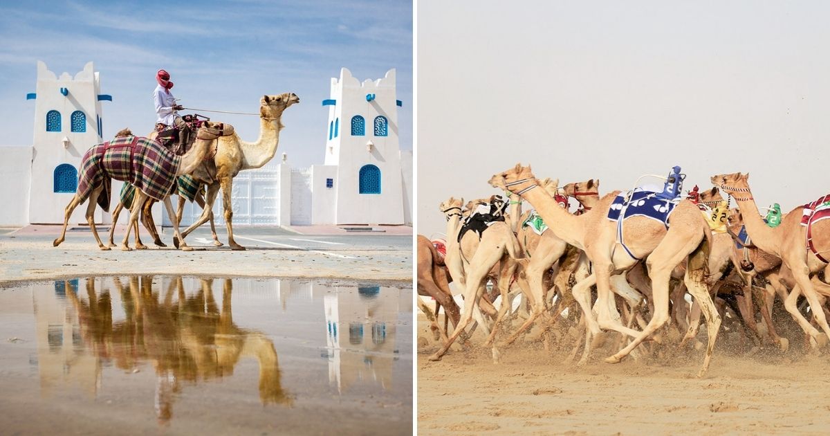 Camel Race: a vibrant glimpse into Qatar's heritage through Alexandre ...