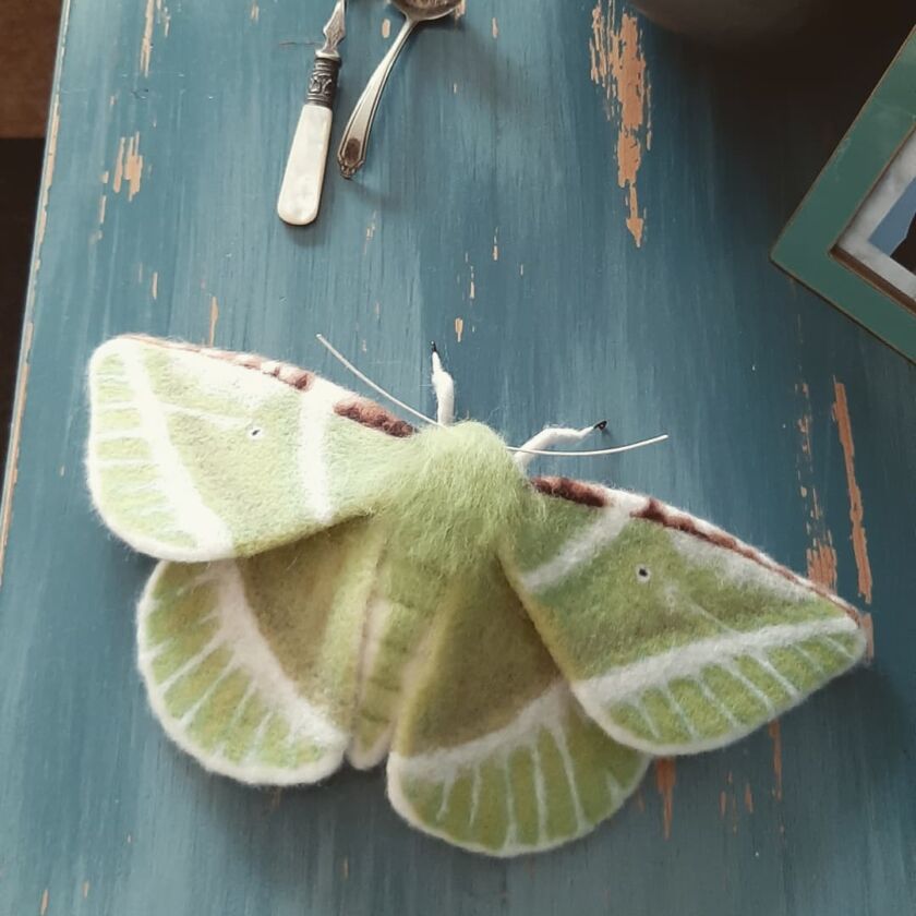 Stella Collins' Realistic needle-felted moths: a fiber artistry ...