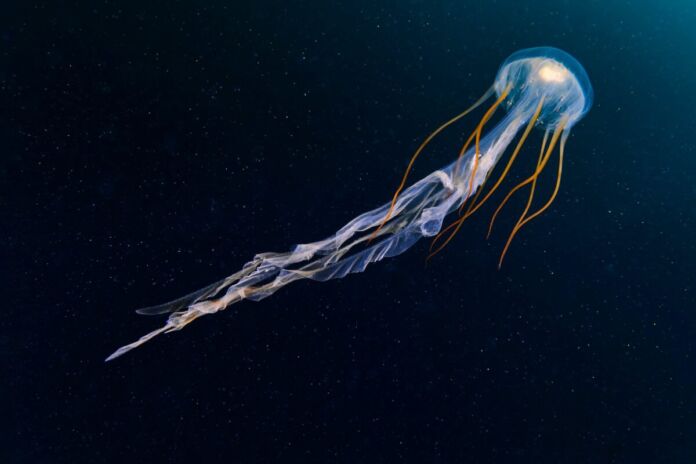 Alexander Semenov: detailed marine life macro photography