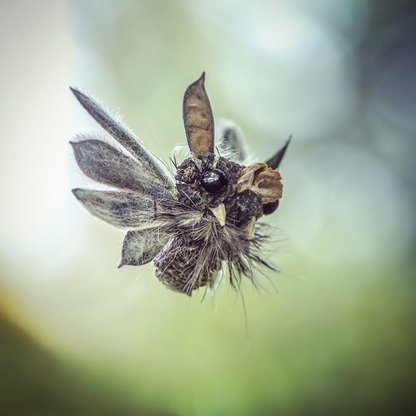 Sylvain Trabut: forest creatures from natural elements