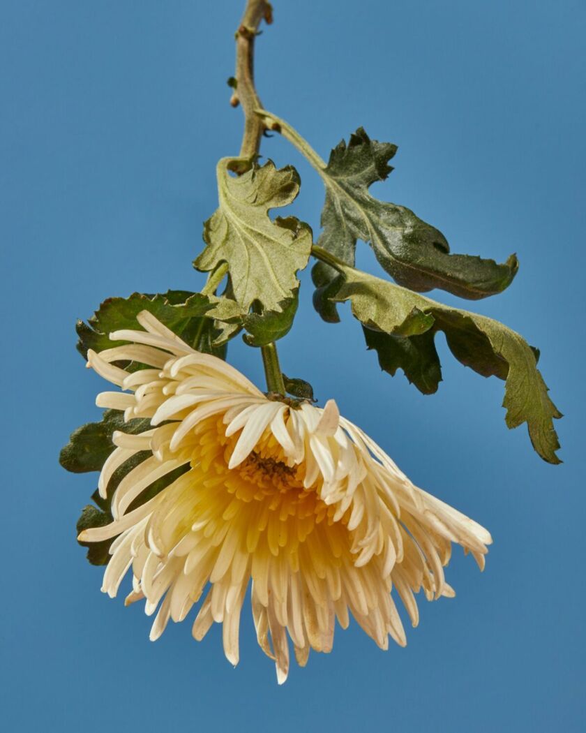 Nature inverted: the mesmerizing world of upside-down flowers by Magali ...