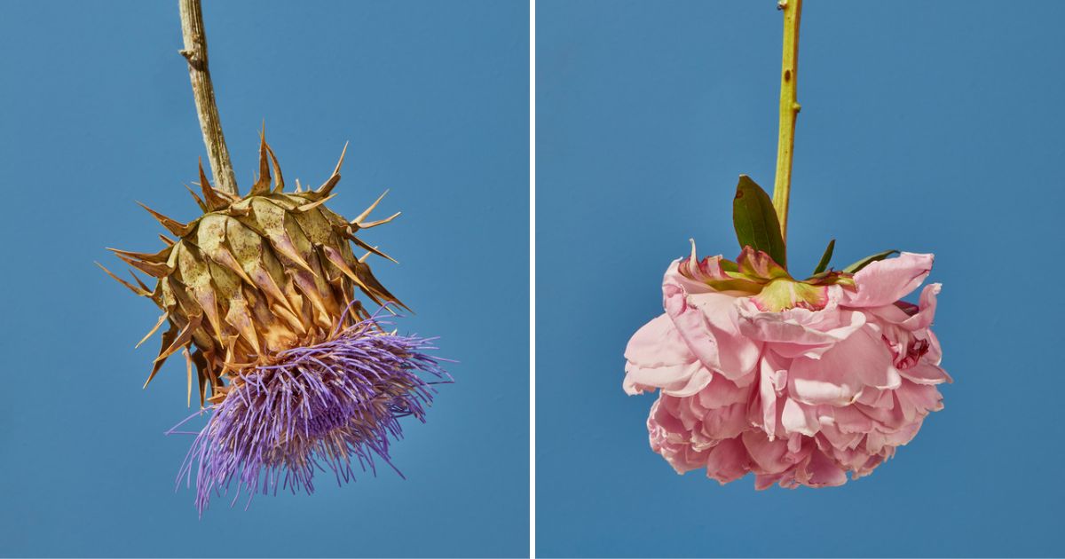 Nature inverted: the mesmerizing world of upside-down flowers by Magali ...