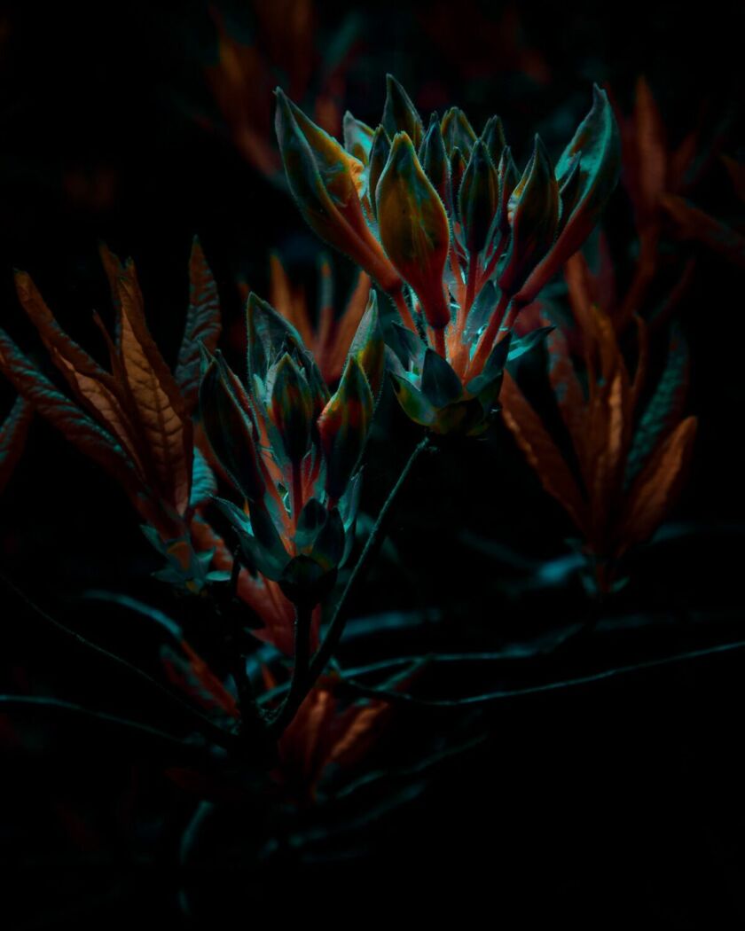 Glow green: Tom Leighton's radiant plant photography series ...