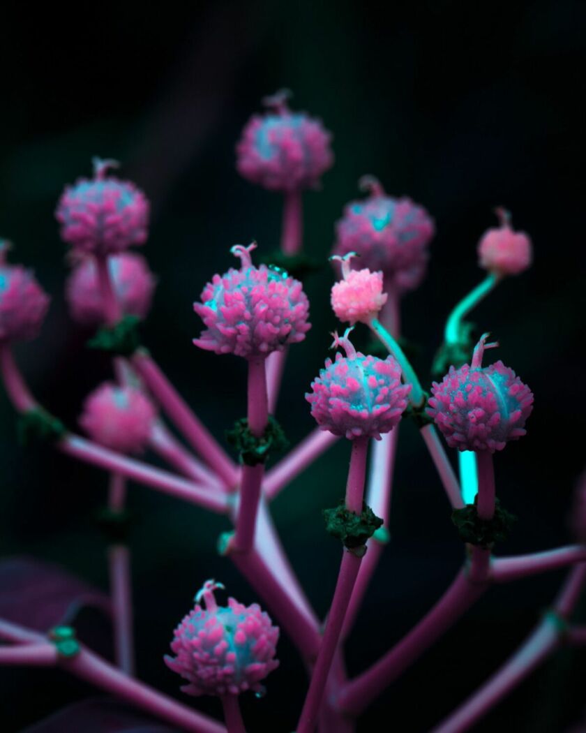 Glow green: Tom Leighton's radiant plant photography series ...