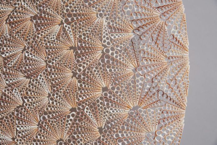 Rowan Mersh: abstract sculptures from swirls of seashells