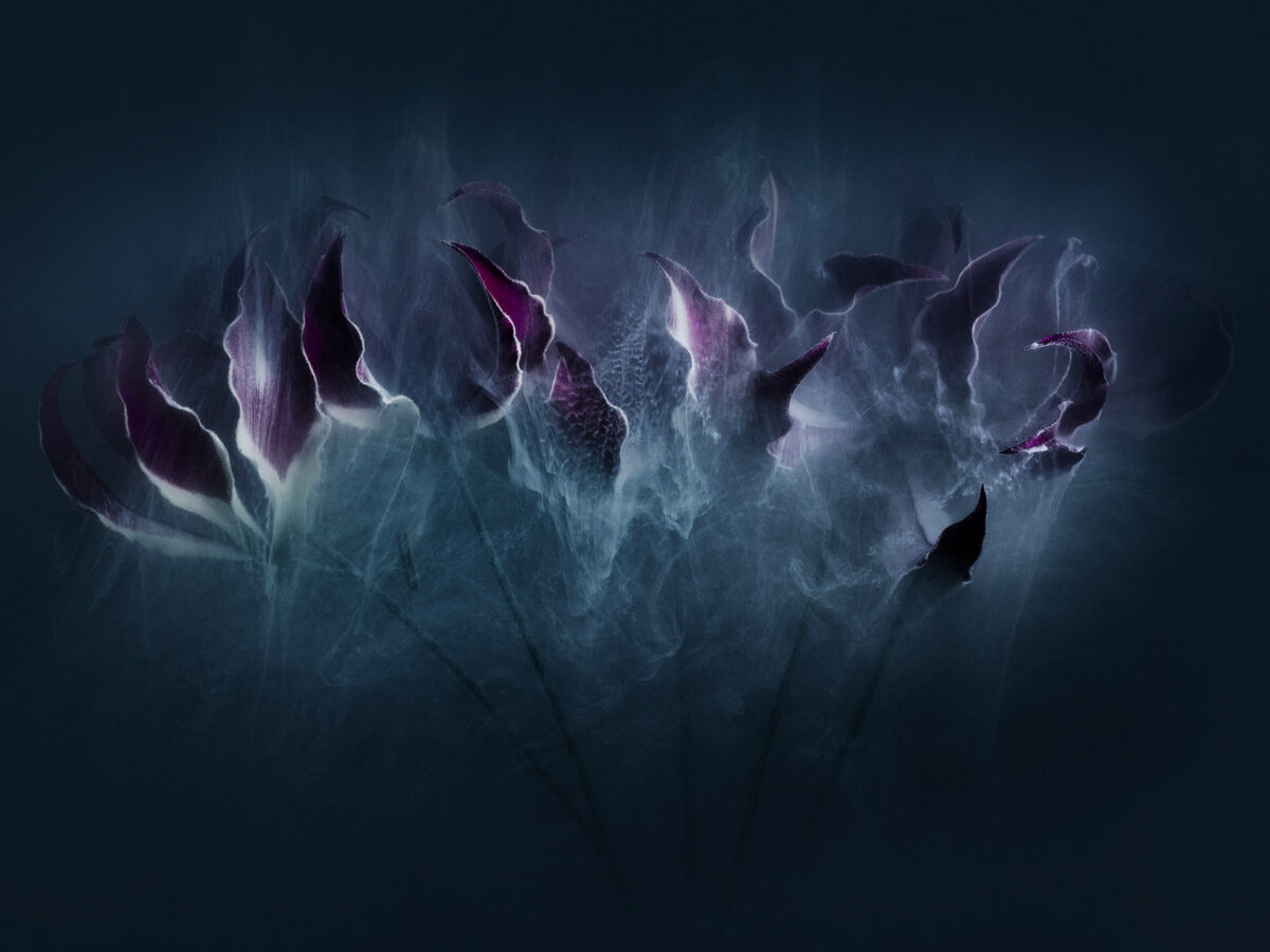 Attachment: Flower Power A Fascinating Conceptual Still Life ...