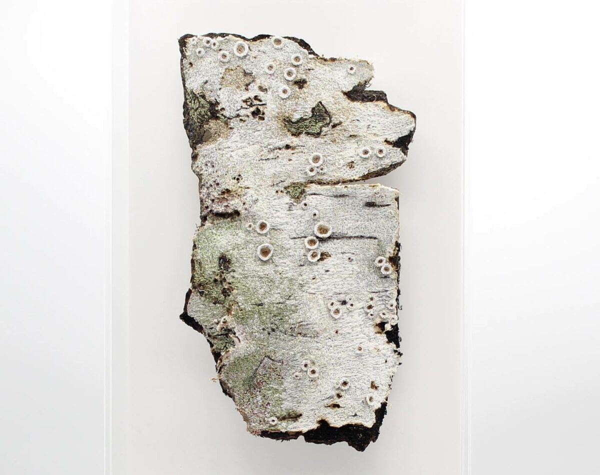 Amanda Cobbett: lifelike embroidered nature sculptures