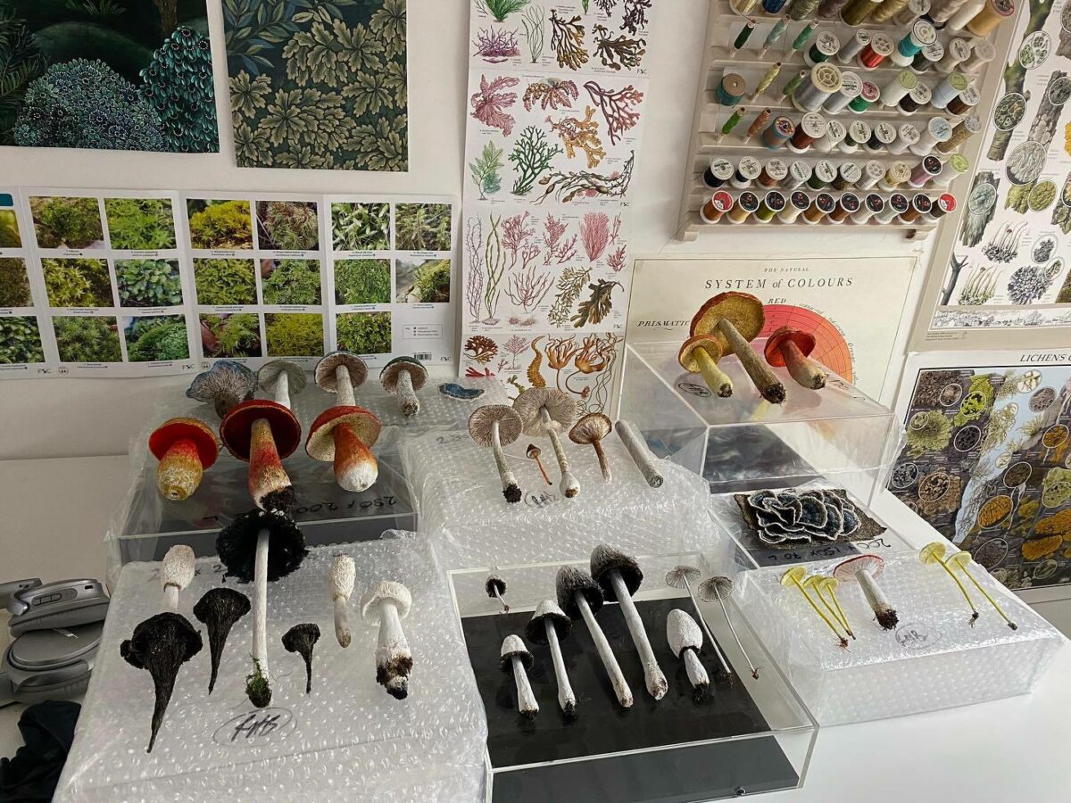 Amanda Cobbett: lifelike embroidered nature sculptures