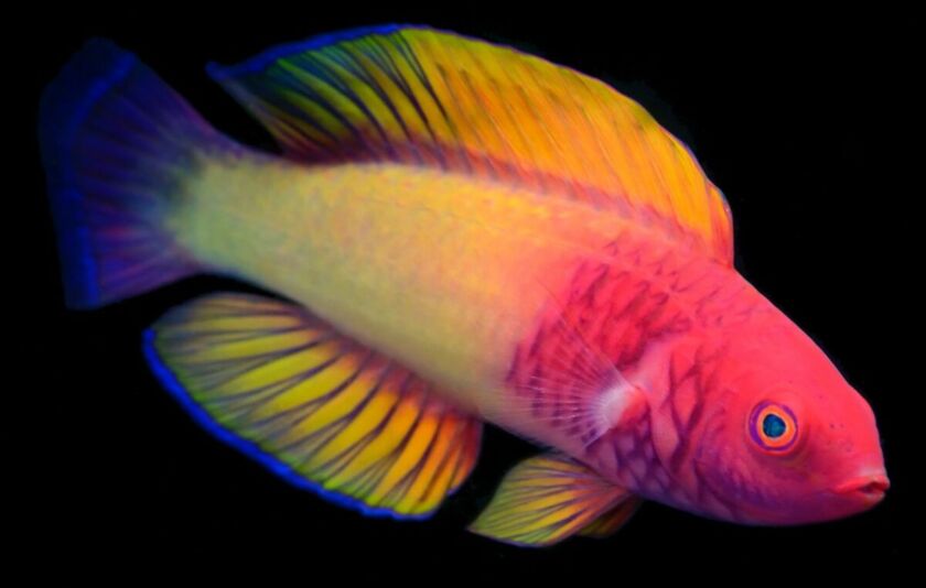 Rose-Veiled Fairy Wrasse: new fish species in the Maldives