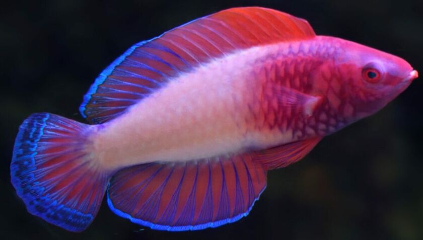 Rose-Veiled Fairy Wrasse: new fish species in the Maldives