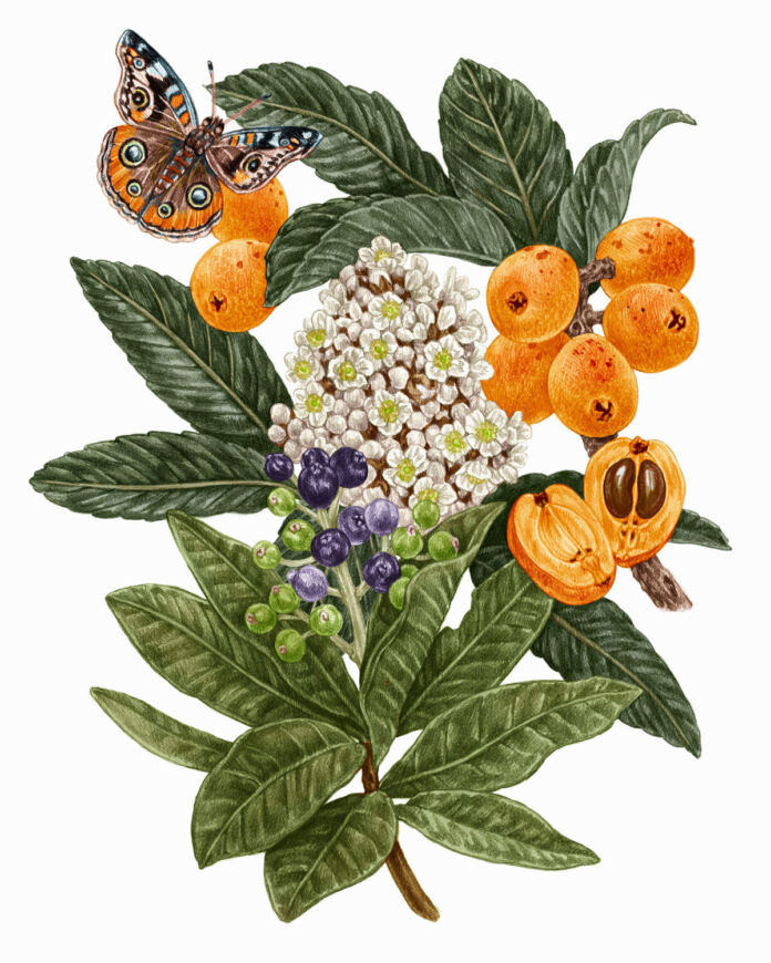 Zoe Keller: scientific fauna and flora eco-conscious illustrations