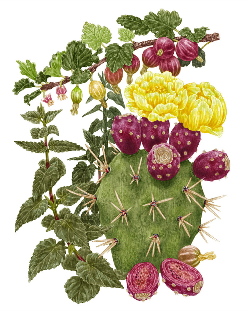 Zoe Keller: scientific fauna and flora eco-conscious illustrations