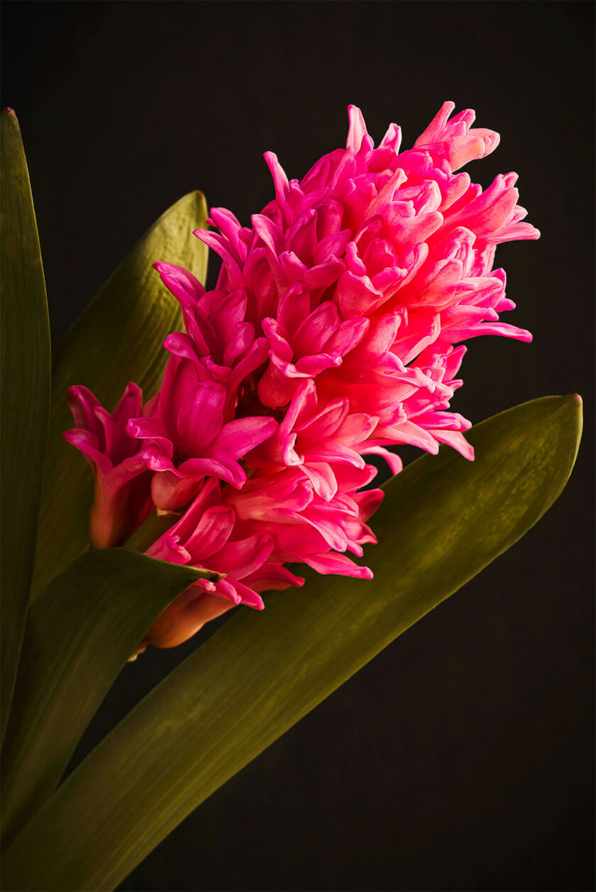 Michelle Newport: delicate exquisite flower photography