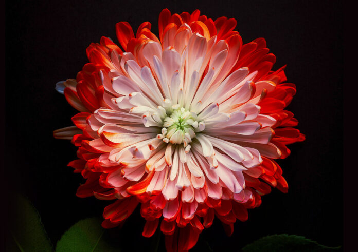 Michelle Newport: delicate exquisite flower photography