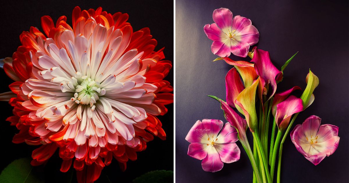 Floral poetry: the exquisite flower photography by Michelle Newport ...