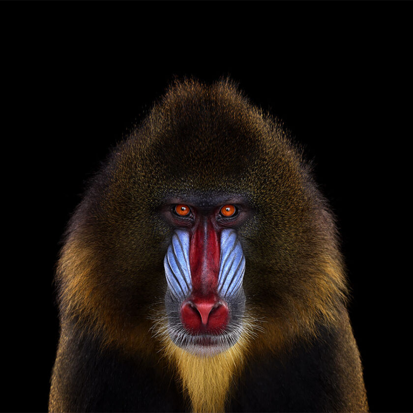 Affinity: rediscovering human-nature connection through Brad Wilson's ...