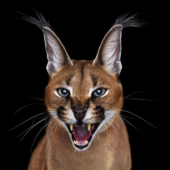 Affinity: rediscovering human-nature connection through Brad Wilson's ...