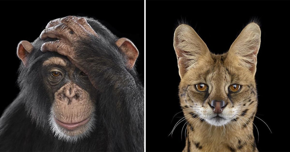 Brad Wilson: intimate animal portrait photography series