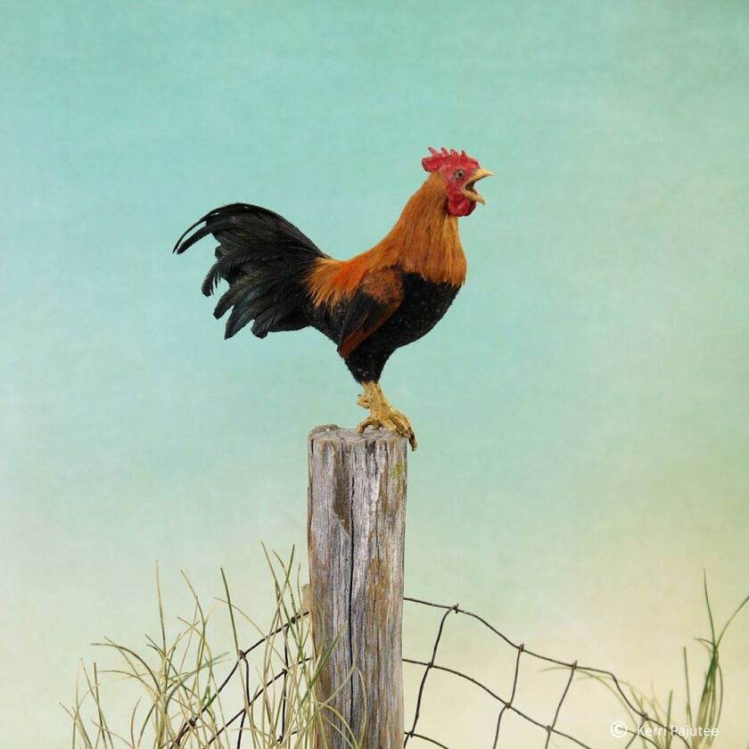 Small scale, big impact: amazingly realistic miniature animal ...