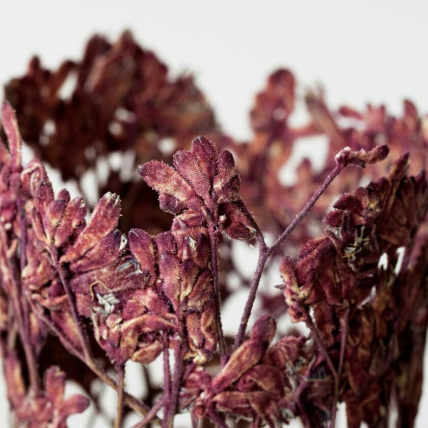 Shannon Clegg: sculptural dried flower vessels