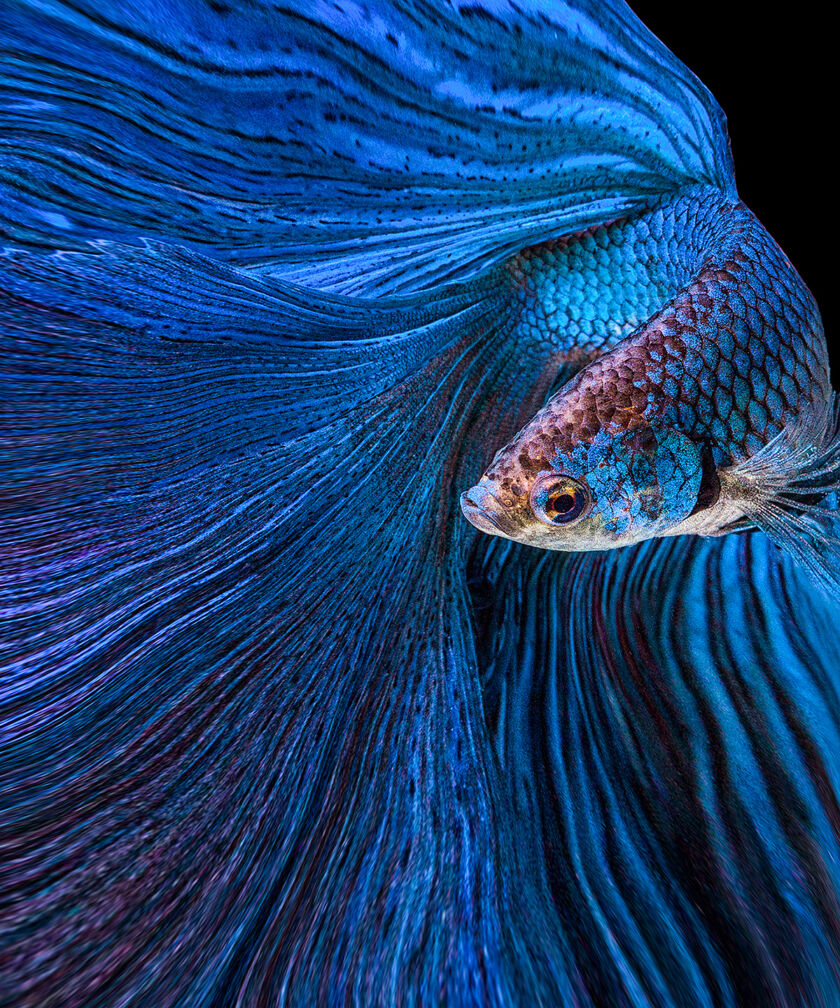 Unveiling the dazzling world of betta fish through Andi Halil's lens - Visualflood Magazine