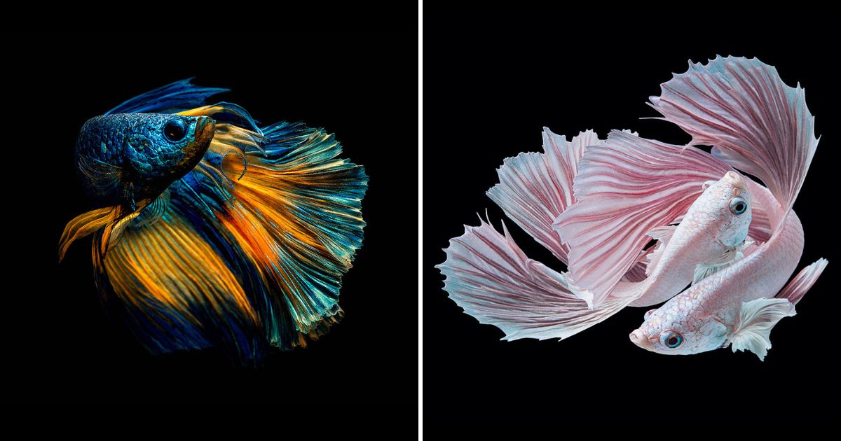 Unveiling the dazzling world of betta fish through Andi Halil's lens — Visualflood Magazine