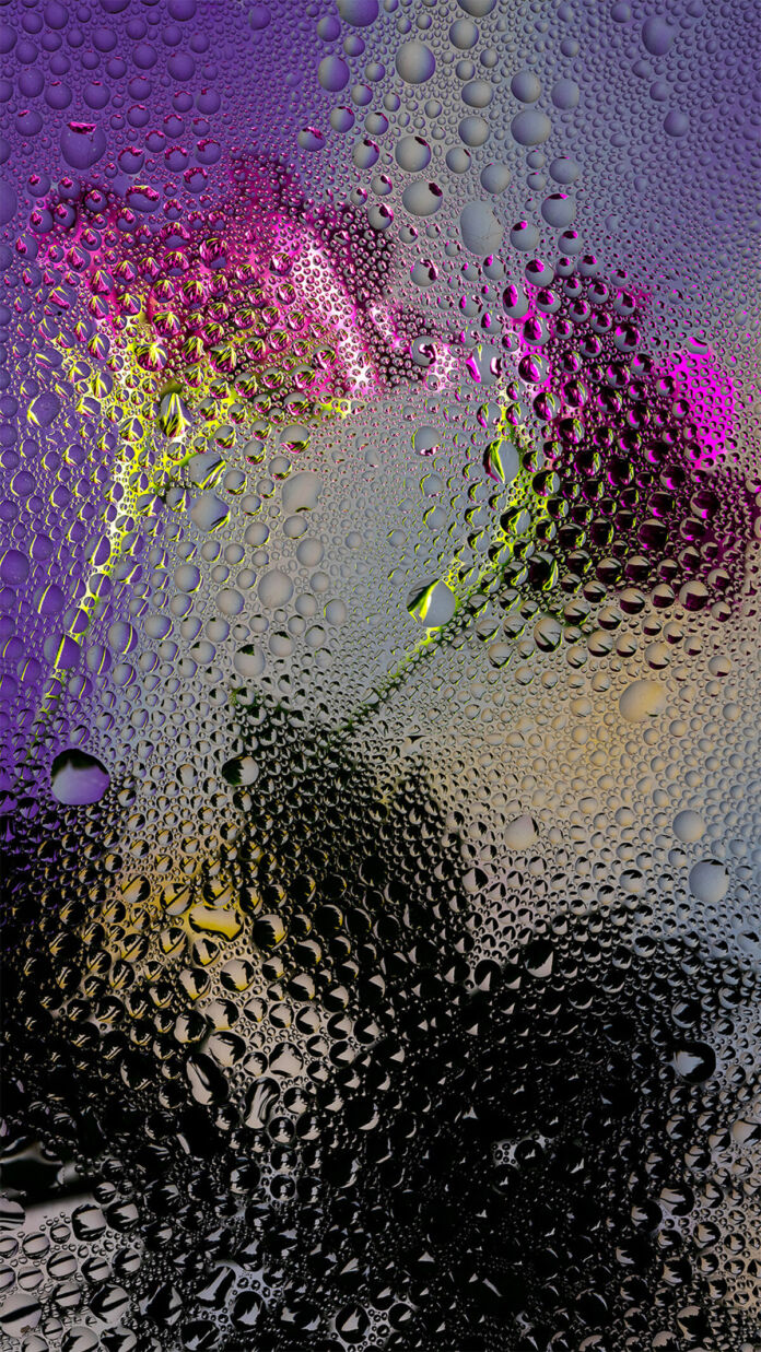 Davy Evans: stunning poetic floral photography