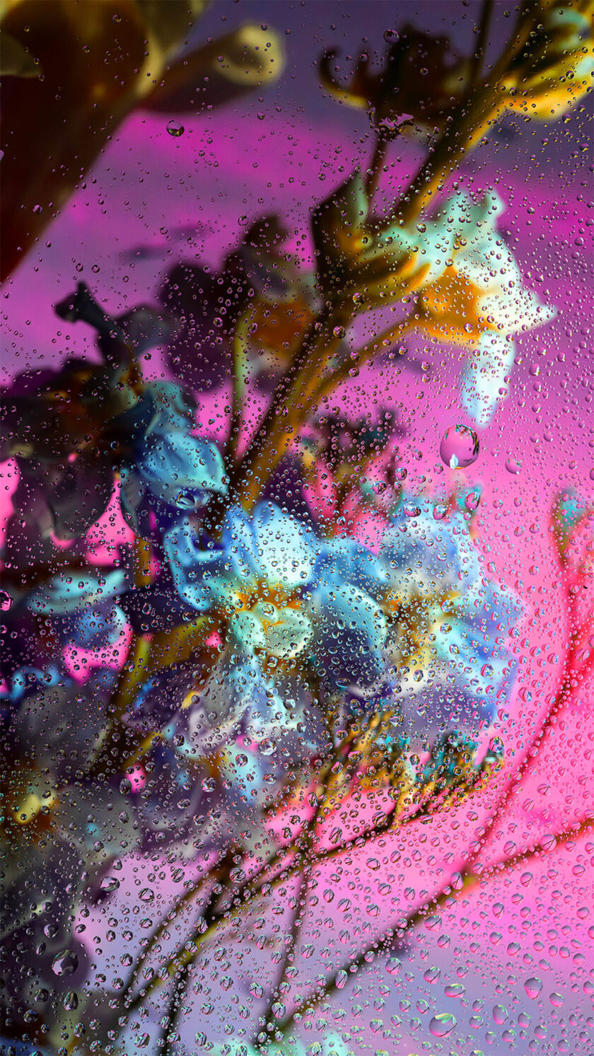 Davy Evans: stunning poetic floral photography