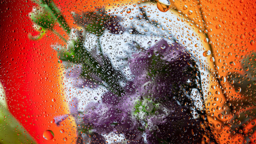 Inside: an exquisite poetic floral photography series by Davy Evans ...