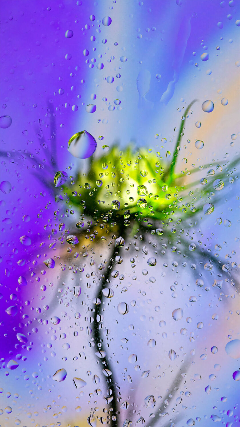 Inside: an exquisite poetic floral photography series by Davy Evans ...