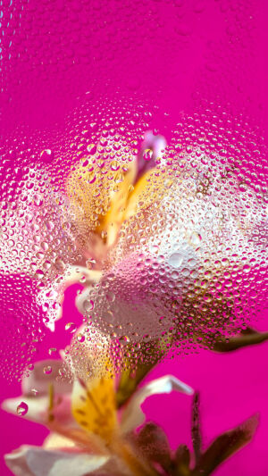 Davy Evans: stunning poetic floral photography