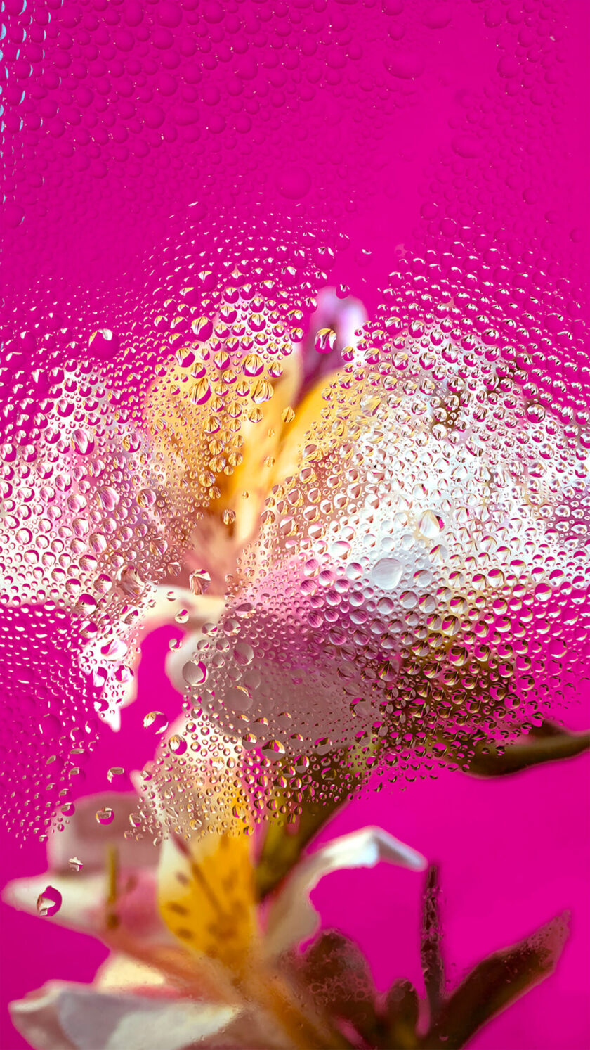 Davy Evans: abstract experimental floral photography