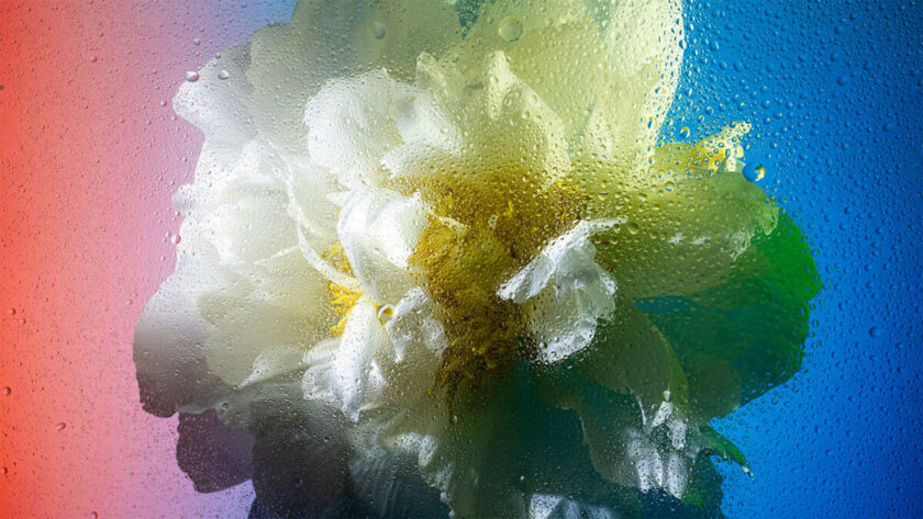 Davy Evans: abstract experimental floral photography