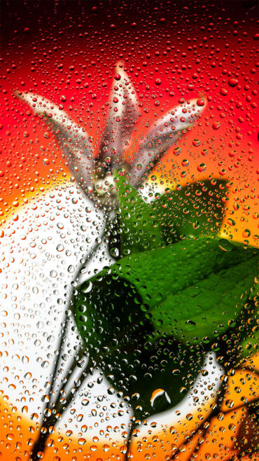 Davy Evans: abstract experimental floral photography