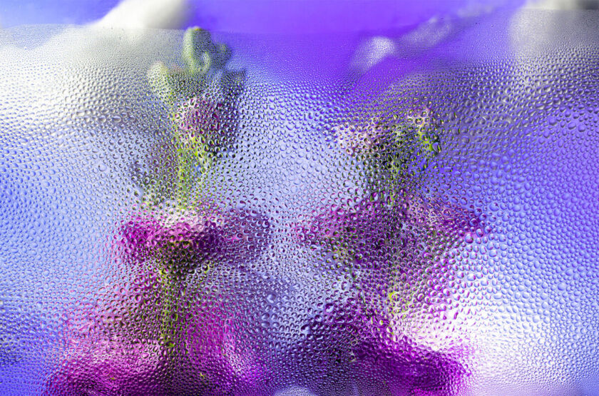 Davy Evans: abstract experimental floral photography