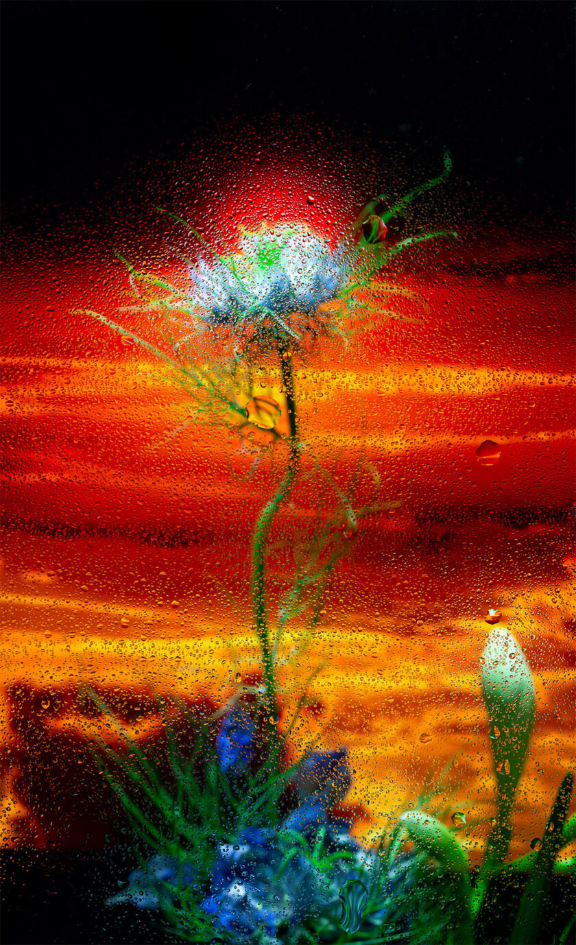 Inside: an exquisite poetic floral photography series by Davy Evans ...