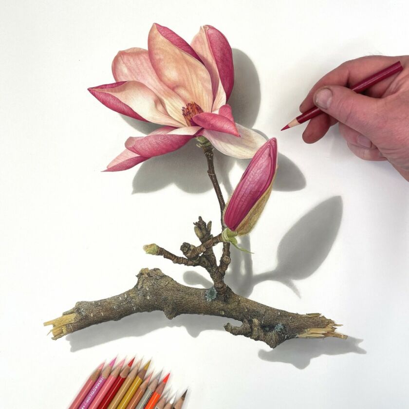 David Morrison: colored pencil drawings of buds and leaves